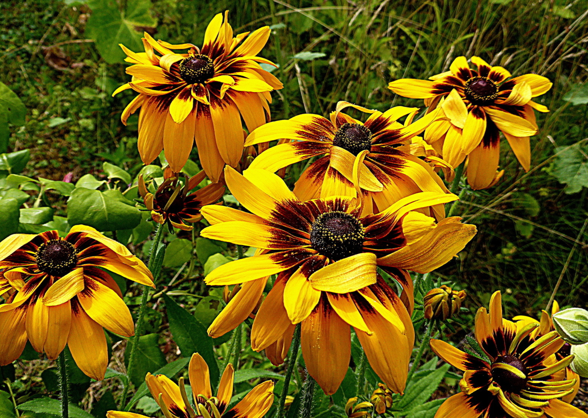 „Walzer der Blumen“ - Ottakring