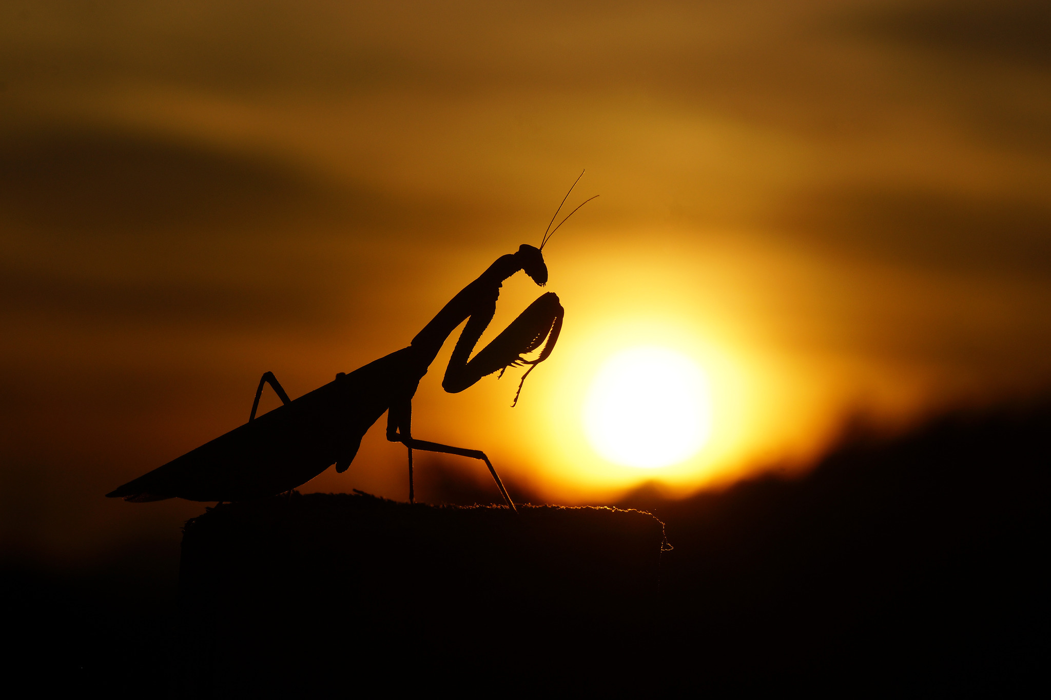 When the sun goes down....... (Mantis religiosa) - Klagenfurt Land