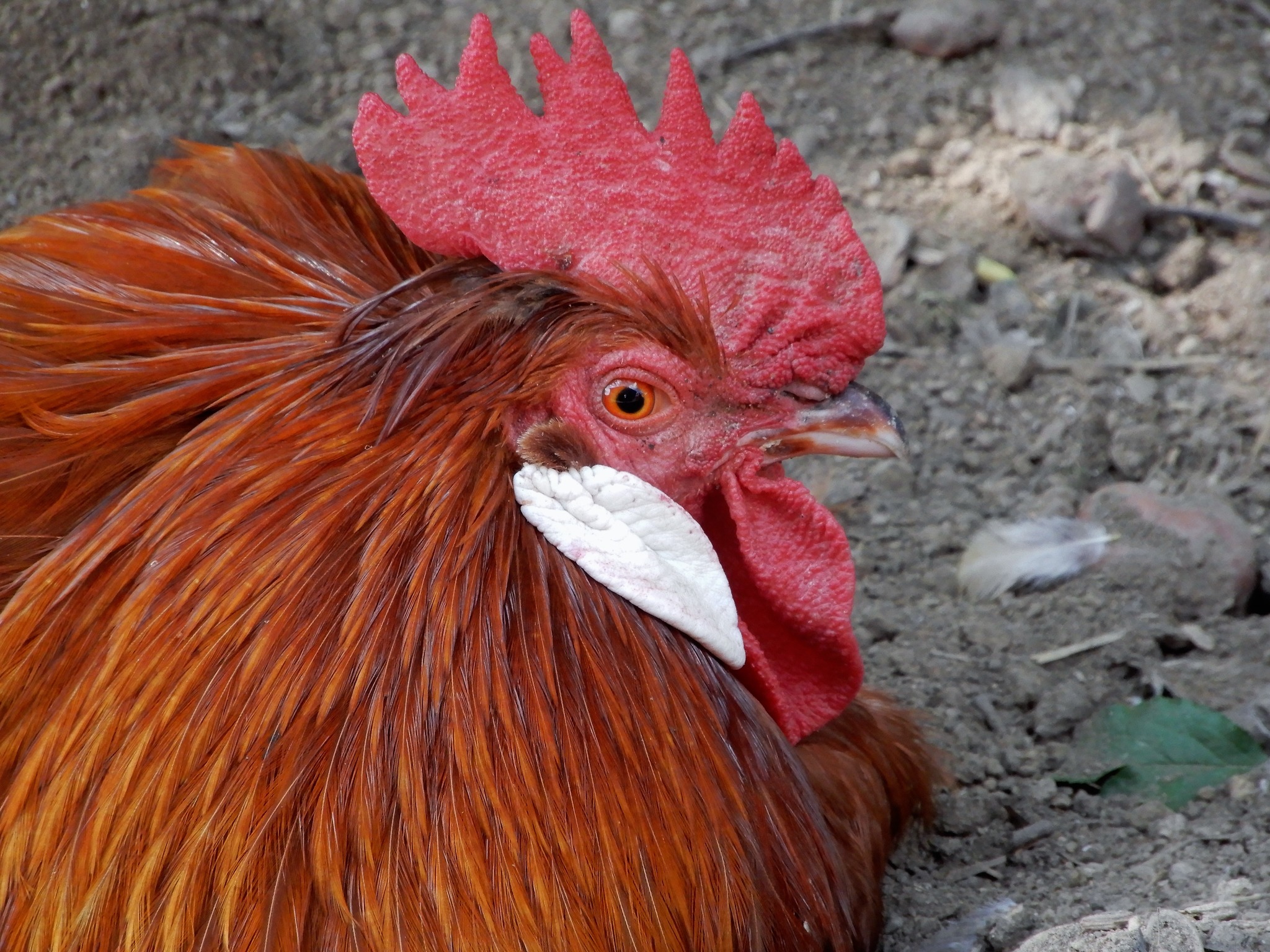 Hahn Portrait - Enns