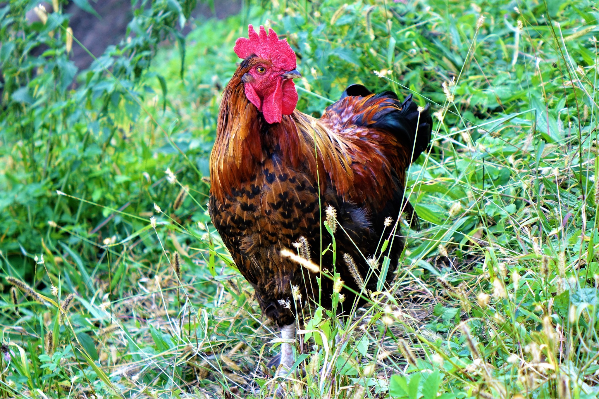 Ein stolzer Gockl - Weiz