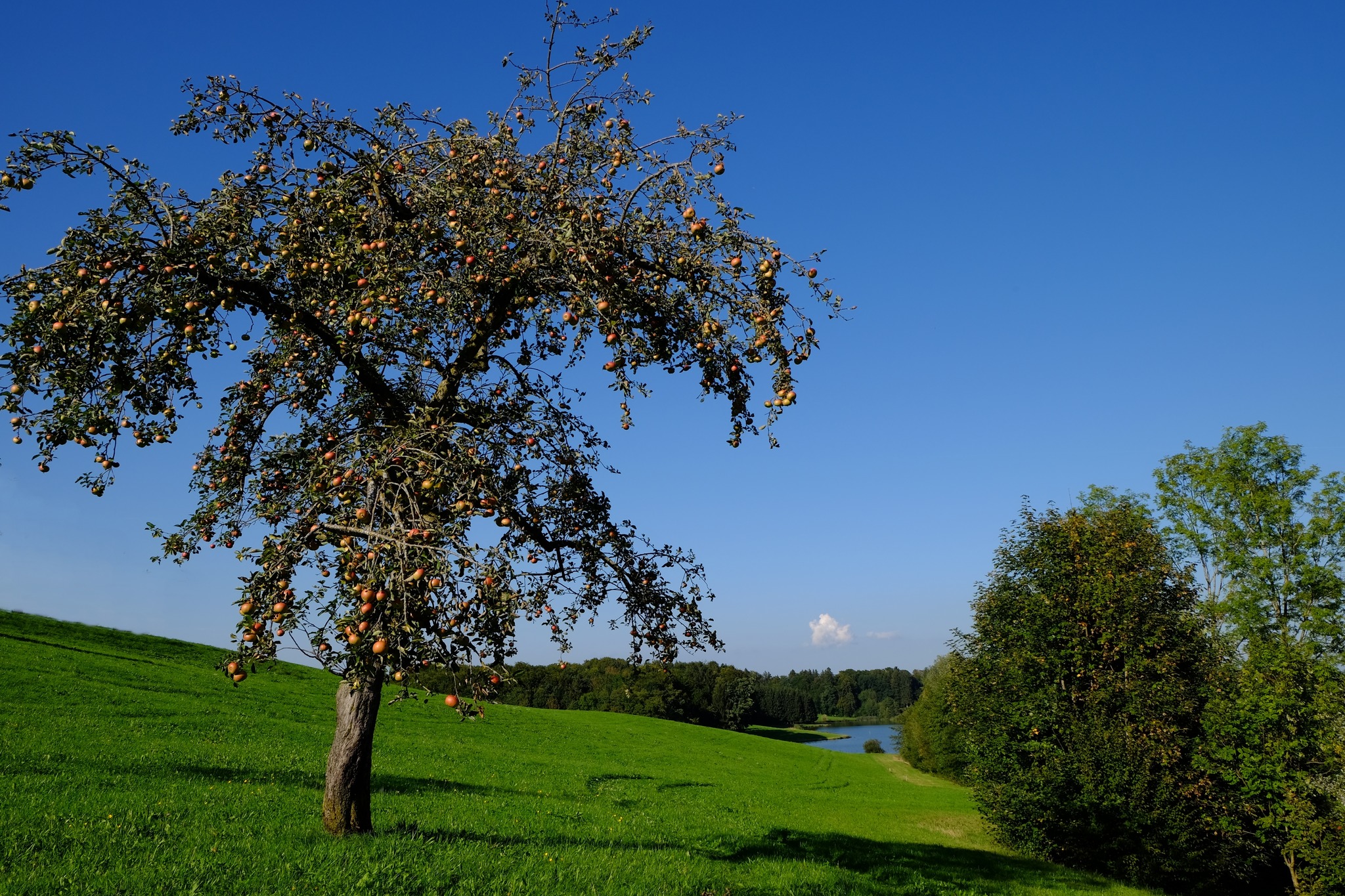 Der alte Apfelbaum - Flachgau