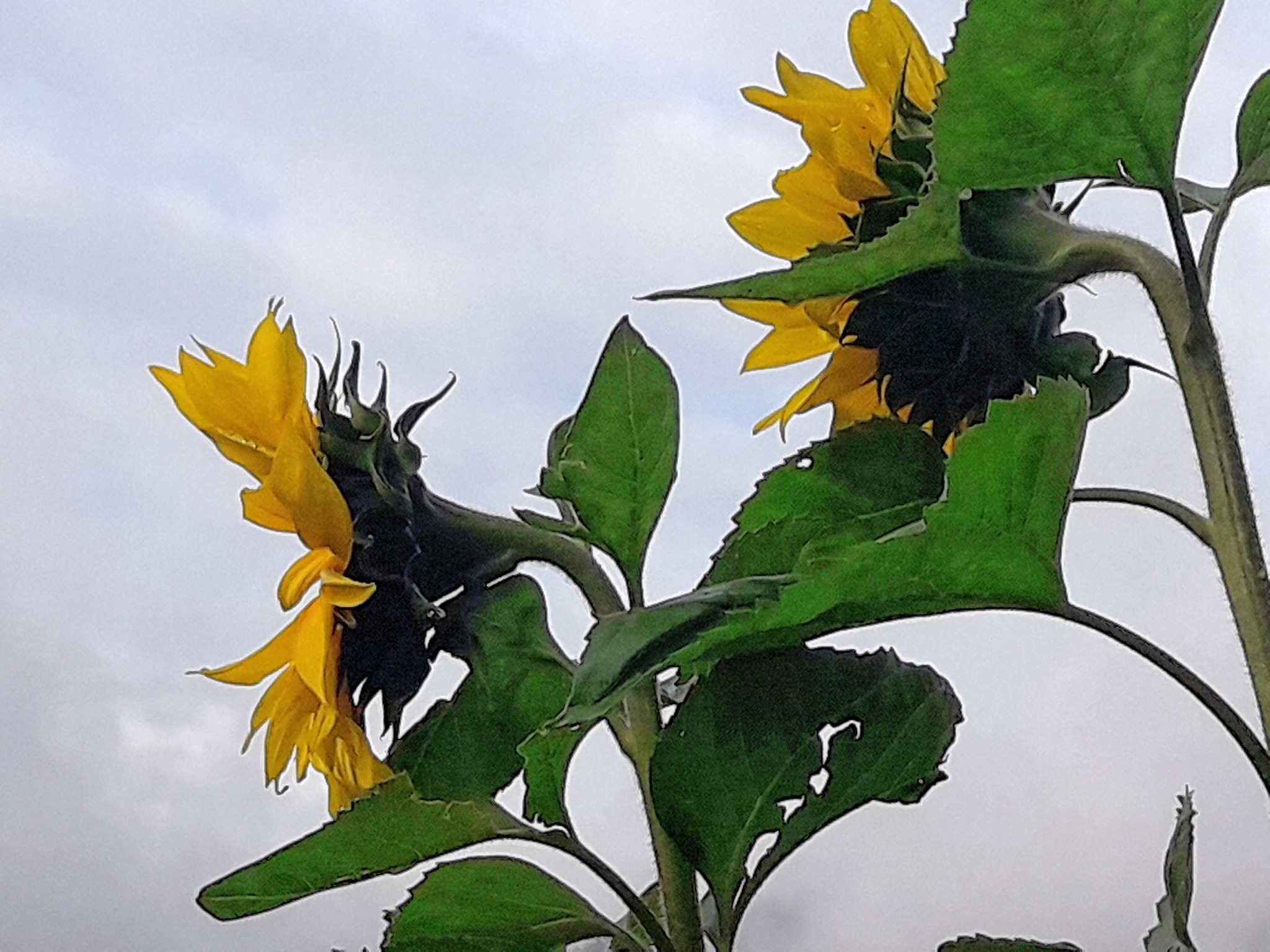 Die Sonnenblumen trotzen dem Herbst - Mürztal