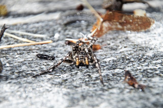 Die Südrussische Tarantel: Lycosa singoriensis nun auch in Pottendorf ...