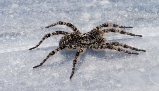 Die Südrussische Tarantel: Lycosa singoriensis nun auch in Pottendorf ...