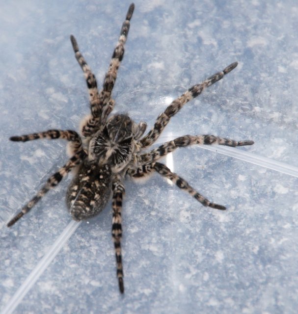 Die Südrussische Tarantel: Lycosa singoriensis nun auch in Pottendorf ...