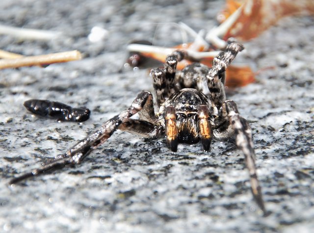Die Südrussische Tarantel: Lycosa singoriensis nun auch in Pottendorf ...