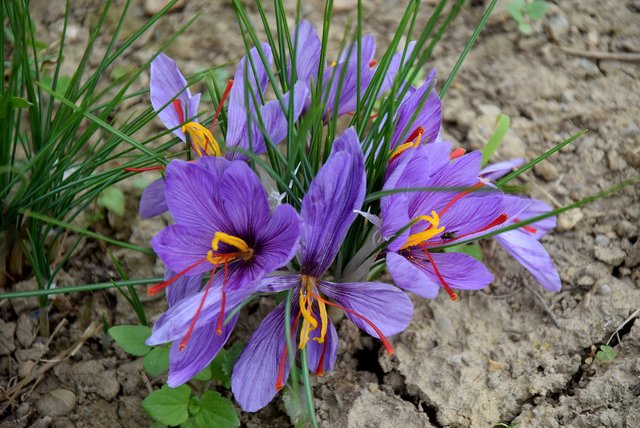 Safran-Ernte: Seit vier Jahren Safran-Anbau in Neudorf - Leibnitz