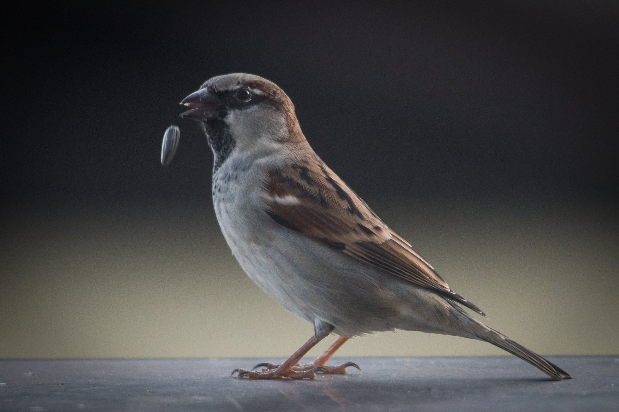 Spatz beim Futtern - Tennengau