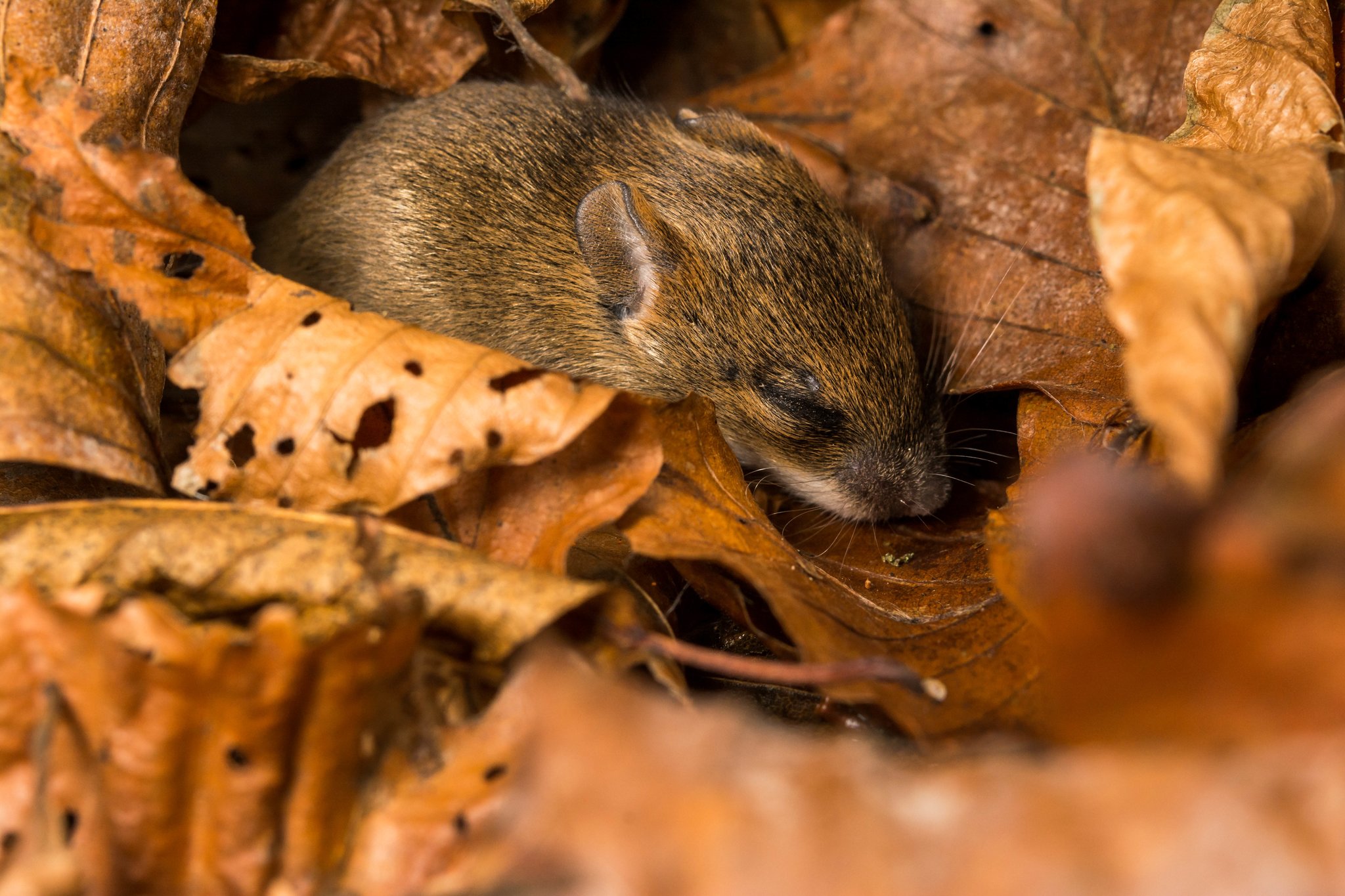 Fotos vom Wald und kleinen Tierchen - Weiz