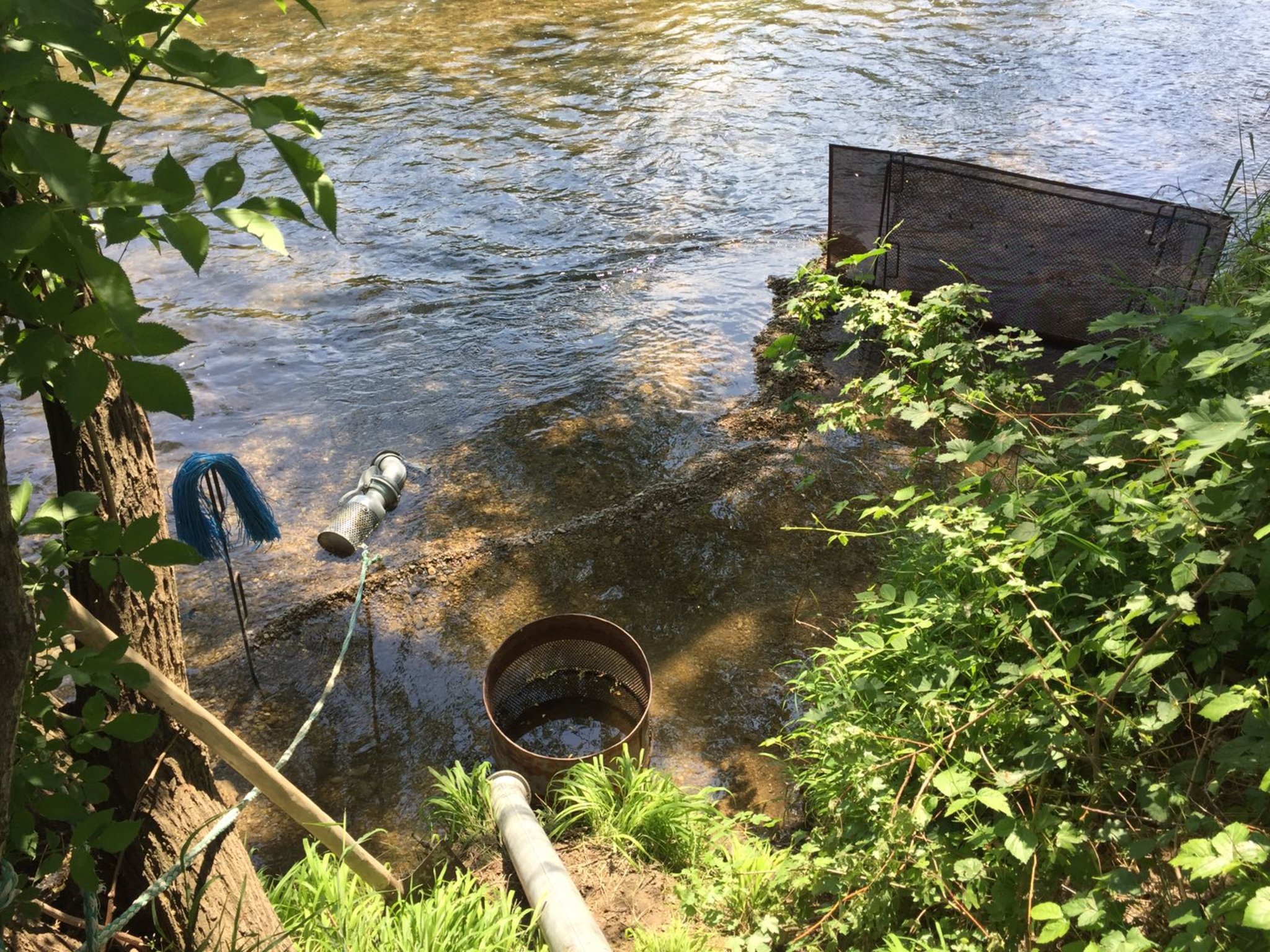 Umwelt im Bezirk Baden: Die Schwechat, ein Fluss in der Krise: Ein ...