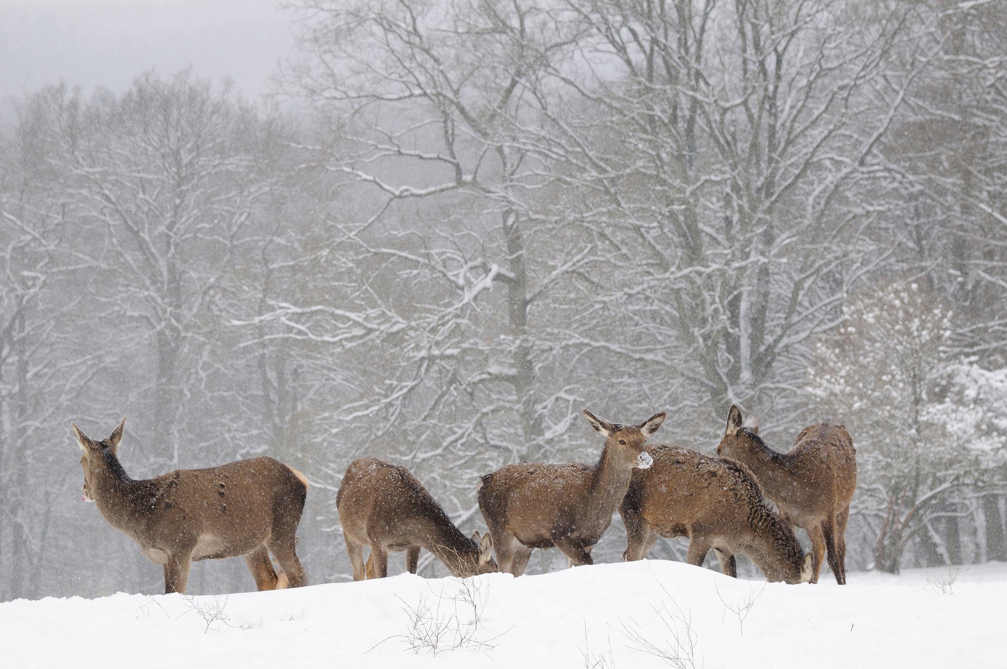 NÖ Landesjagdverband bittet: Den Wildtieren jetzt Ruhe gönnen - Korneuburg