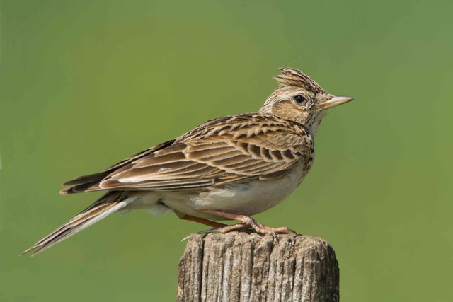 Vögel- und Insektensterben: Ein Himmel ohne trällernde Lerchen - Rohrbach