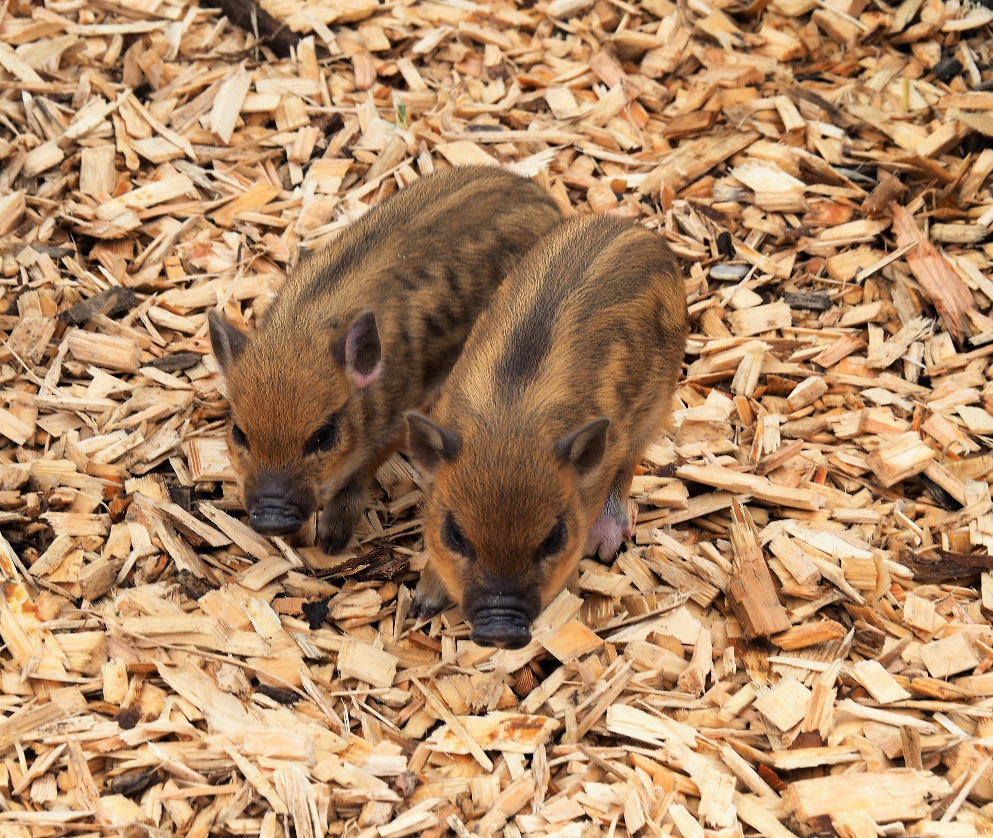 Minischweine zum Liebhaben im Zoo Salzburg: Welches von den ...