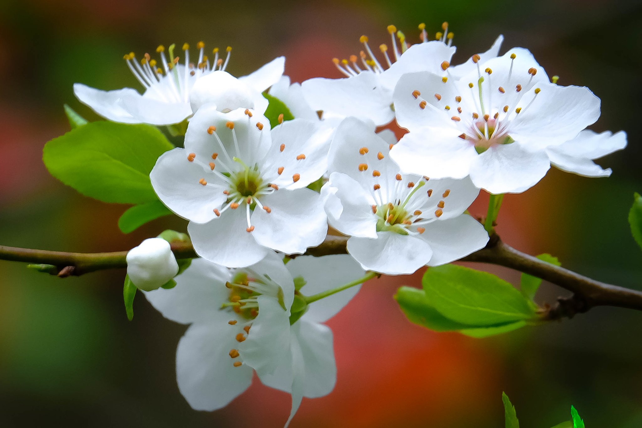 Frühling: Frühling in Schönbrunn - Liesing