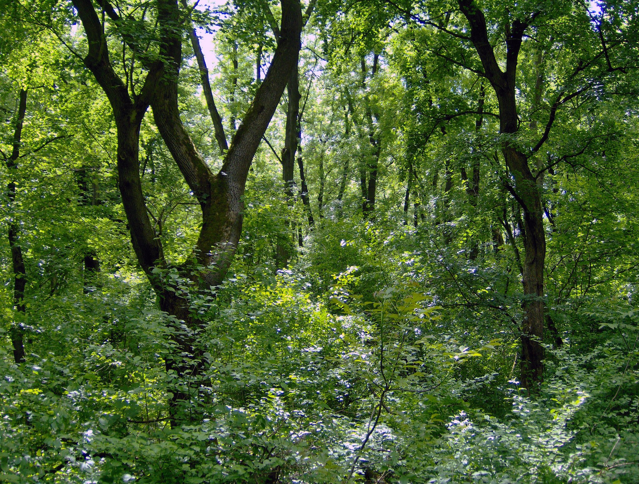 Auwald-Exkursionen: Die Vielfalt des Wasserwaldes entdecken - Gänserndorf