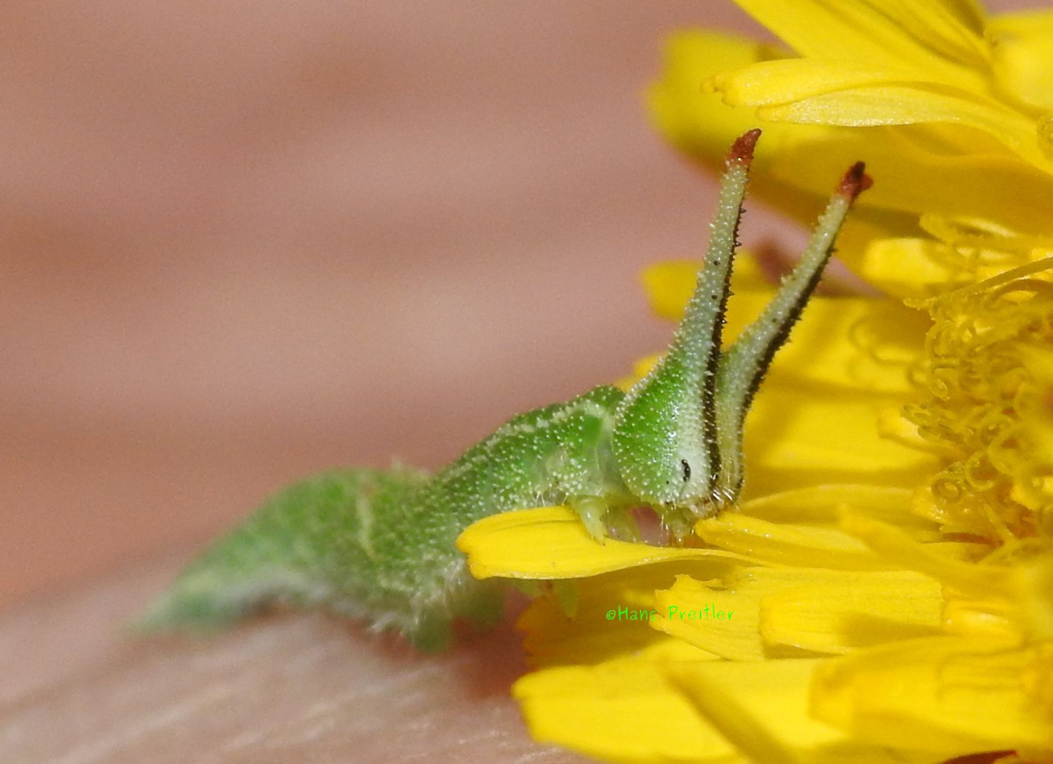 Die kleine Raupe des Schillerfalter: Mini - Häschen? - Graz-Umgebung