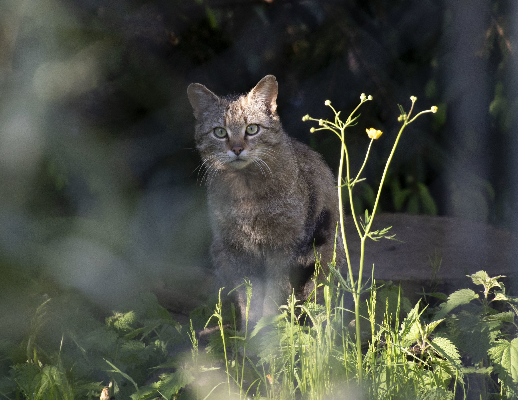 Wildkatze im Alpenzoo: Neues Zuhause für Sammy - Innsbruck