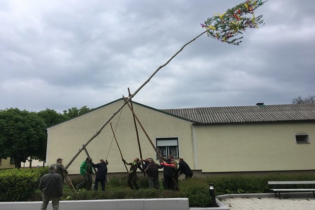 Maibaum der Evangelischen Pfarrgemeinde Nickelsdorf - Neusiedl am See