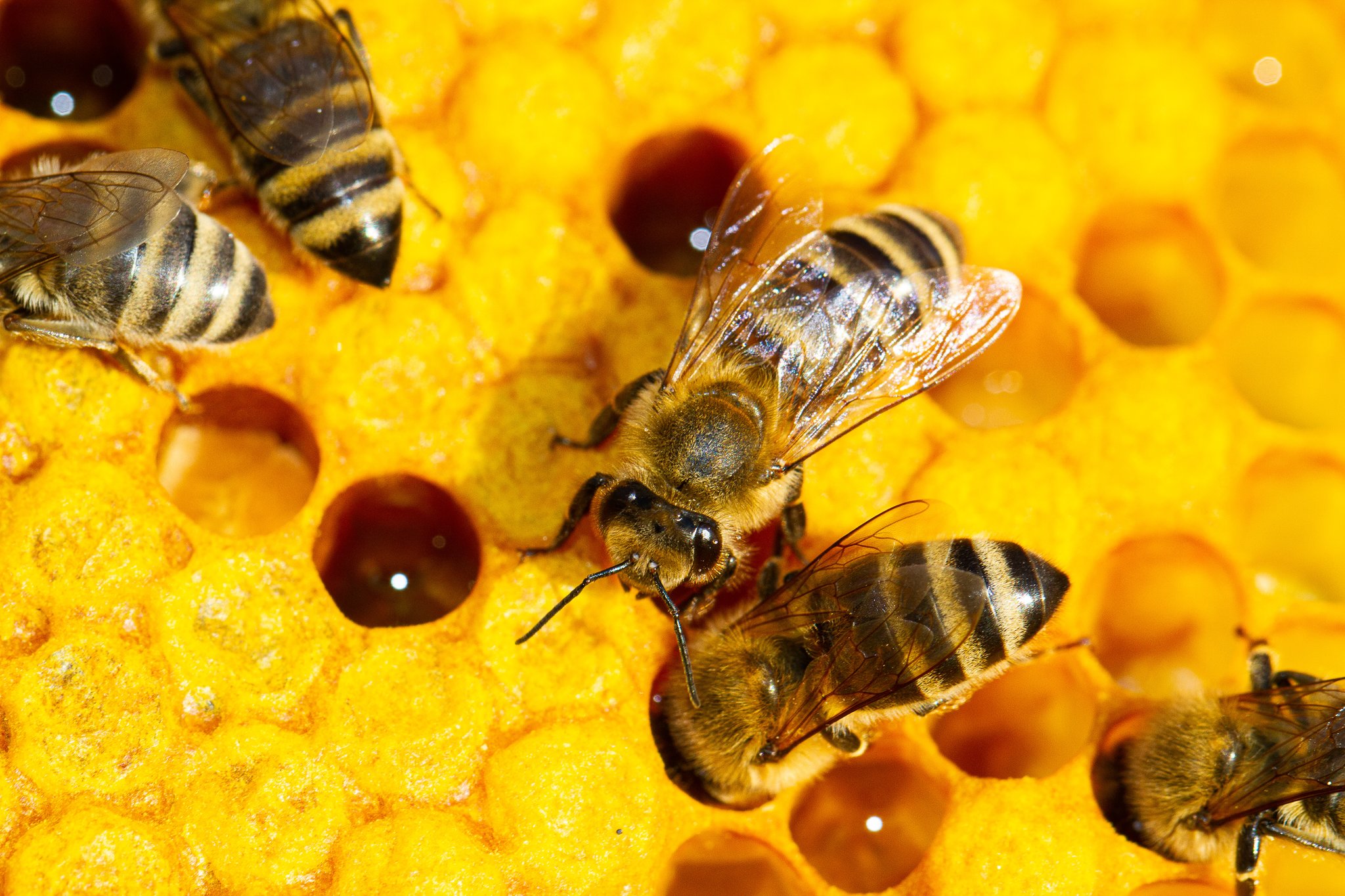 Offene Bienenstöcke: Die Wunderwelt der Bienen selbst erleben ...