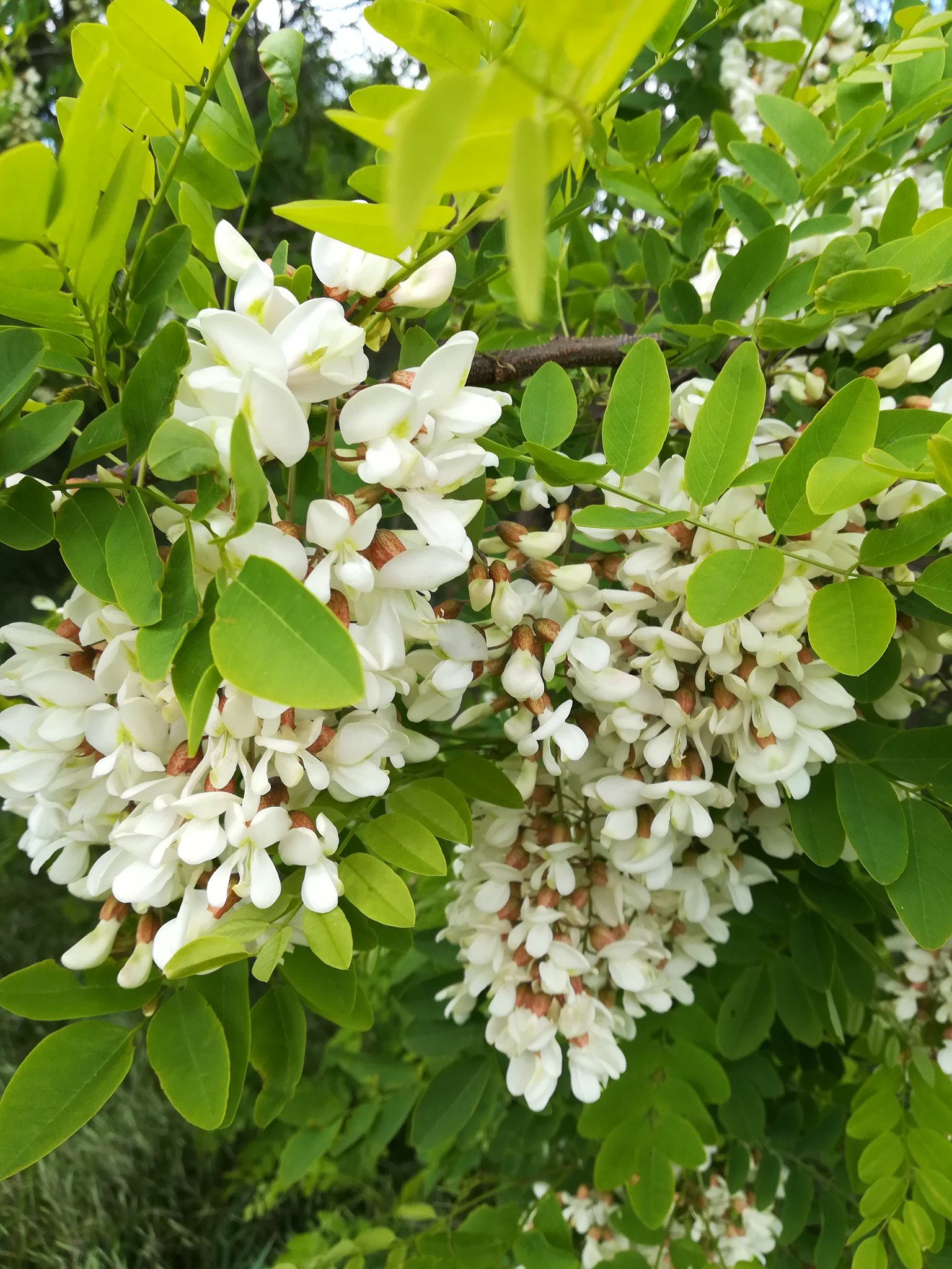 Gewöhnliche Robinie oder Scheinakazie ( Robinia pseudoacacia) - Eisenstadt