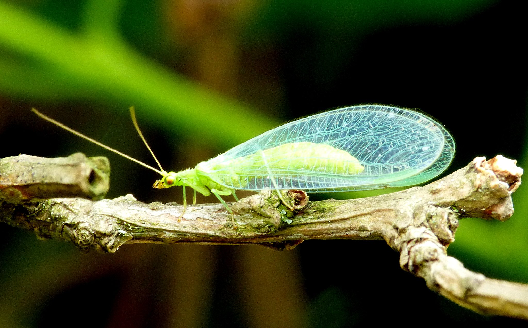 Gemeine Florfliege (Chrysoperla carnea) - Ottakring