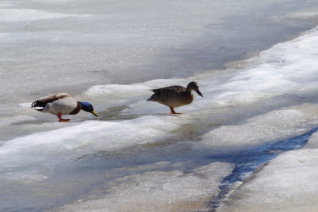 Wildenten: Frühlingsausflug der Wildenten bei Eis und Schnee - Feldkirchen