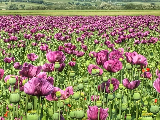 Der Blaumohn blüht - Neusiedl am See