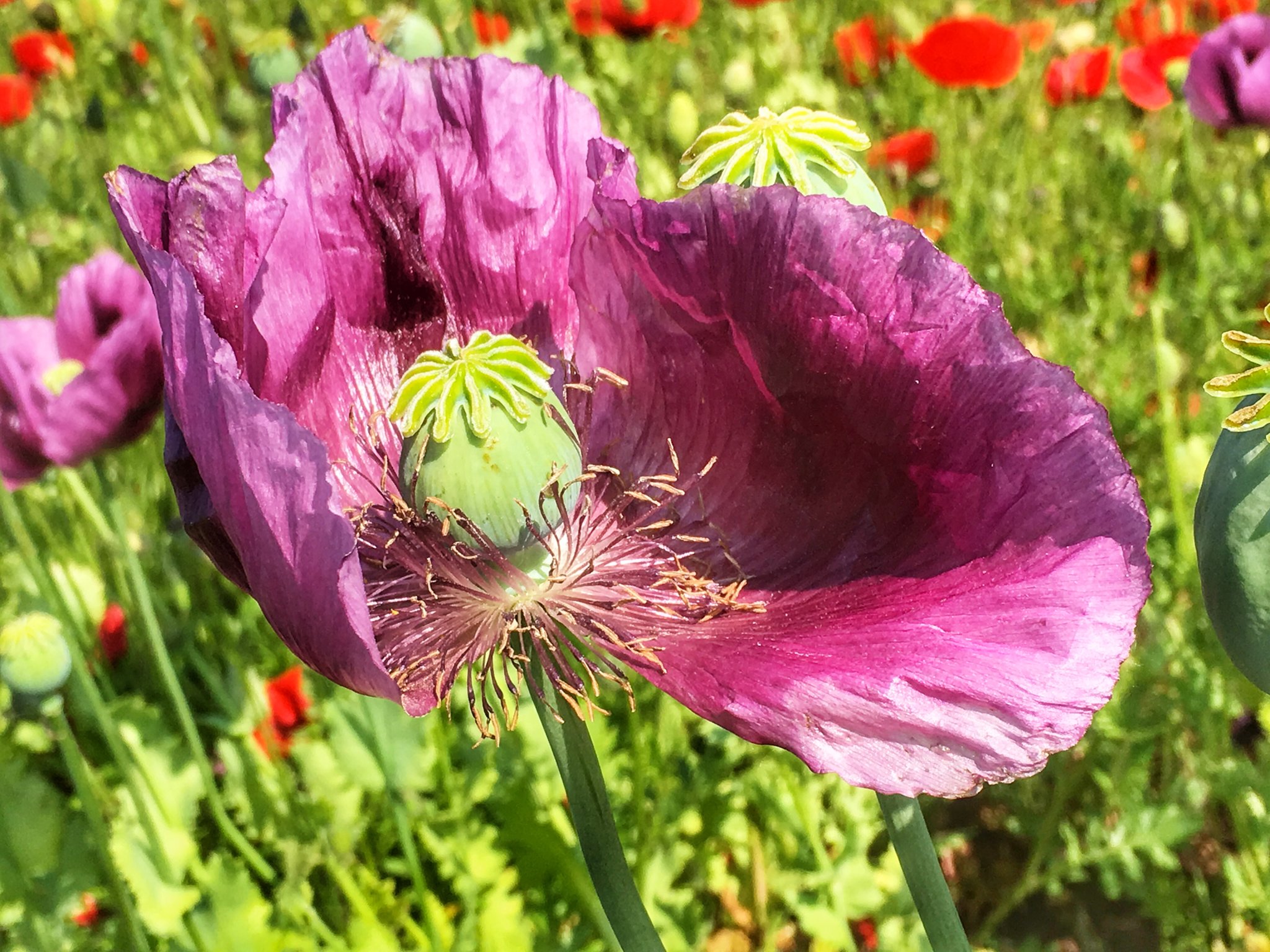 Der Blaumohn blüht - Neusiedl am See