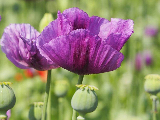 Der Blaumohn blüht - Neusiedl am See