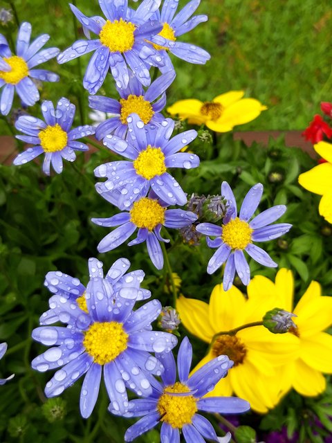 Mai Regen: Regentropfen - St. Veit