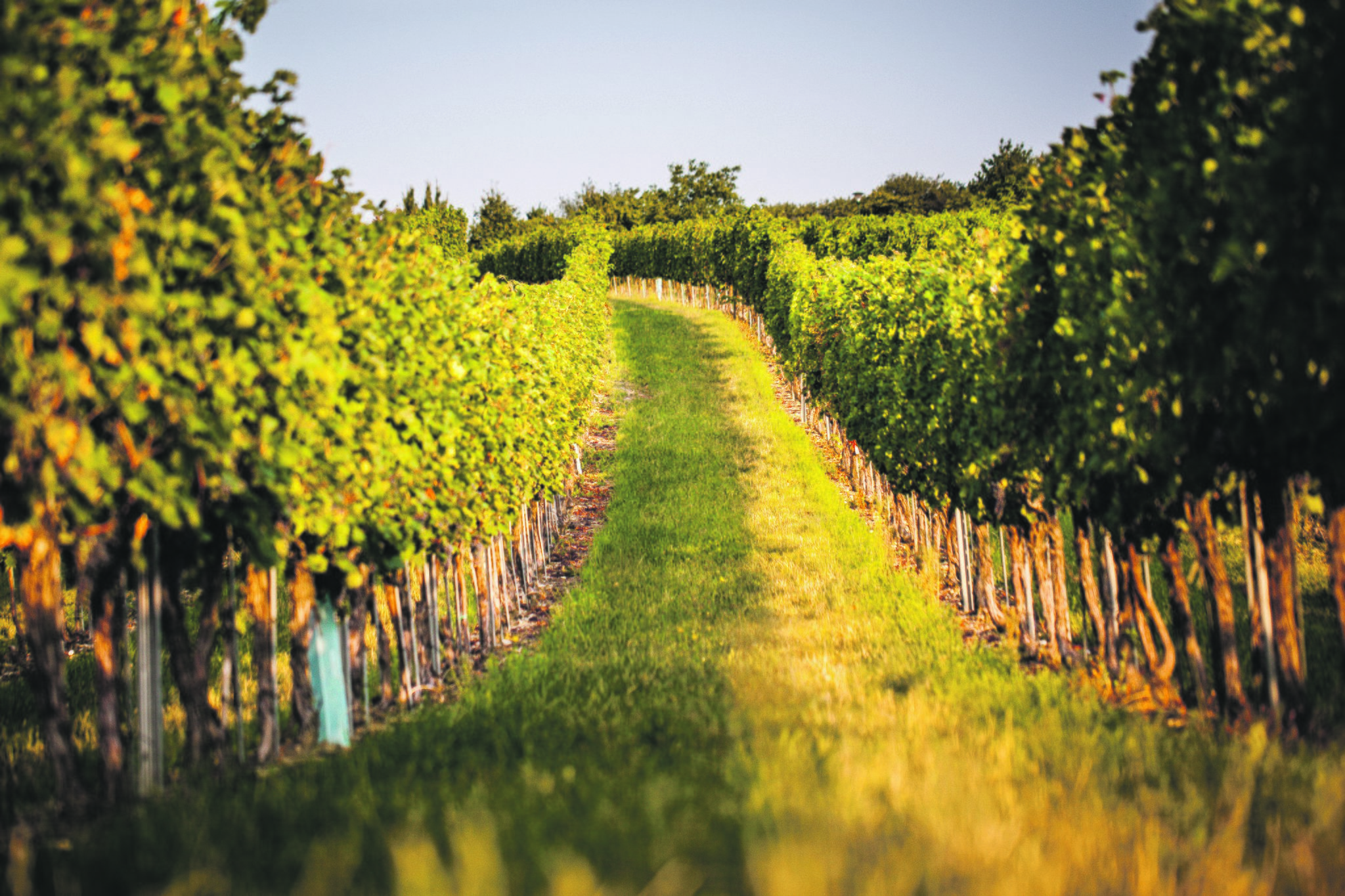 So kann man Wein erwandern: Ein Weinwanderweg für Hagenbrunn - Korneuburg