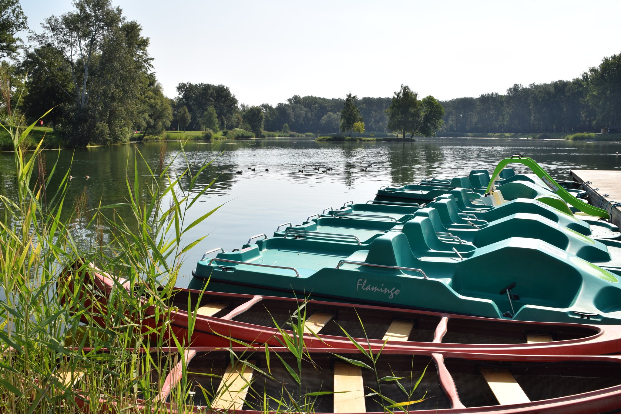 Wasserqualität: Aubad und Altarm sind "Spitze" - Tulln