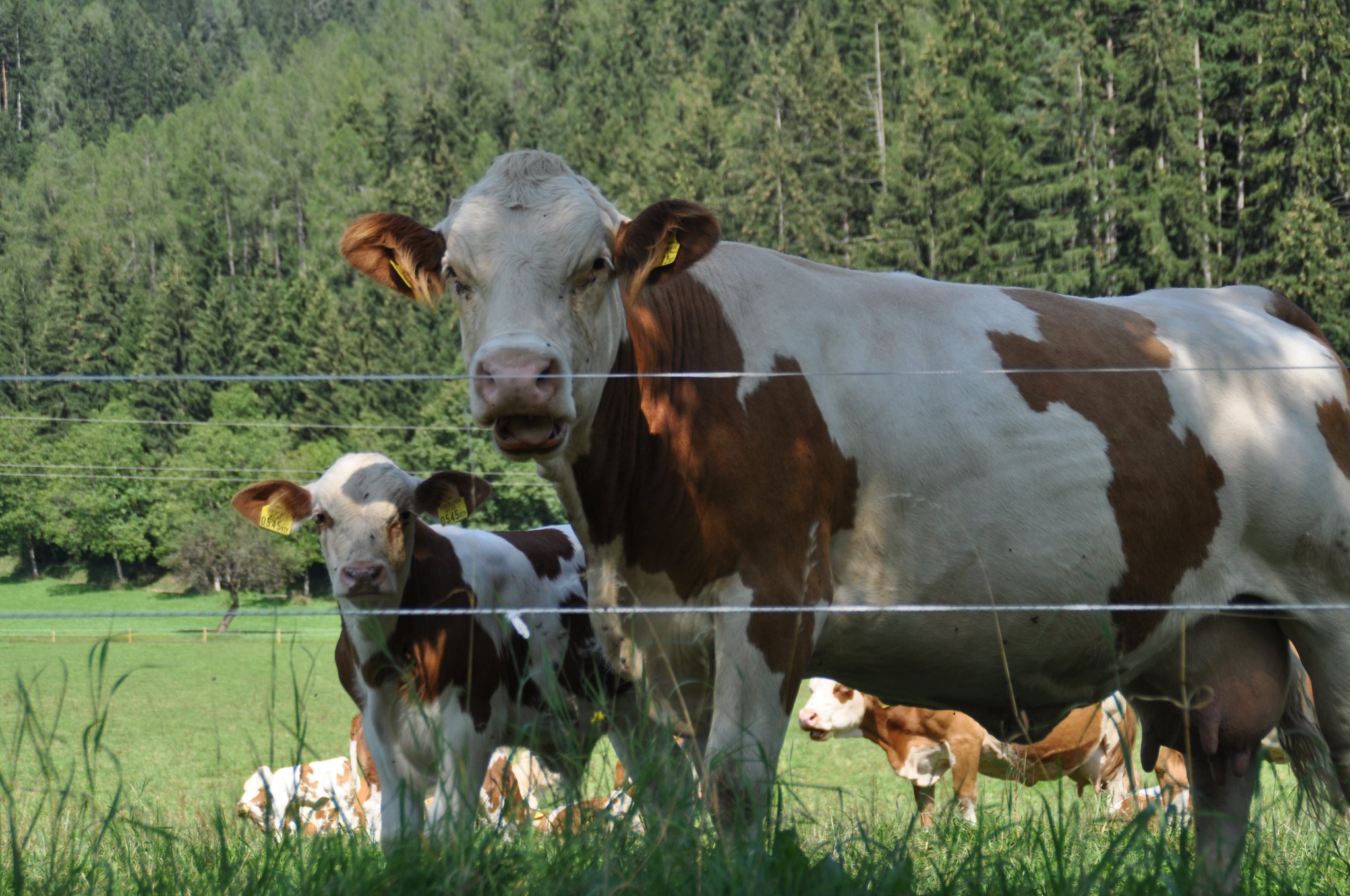 Tierleid: Update: Die 21 verendeten Rinder sind verhungert - Feldkirchen