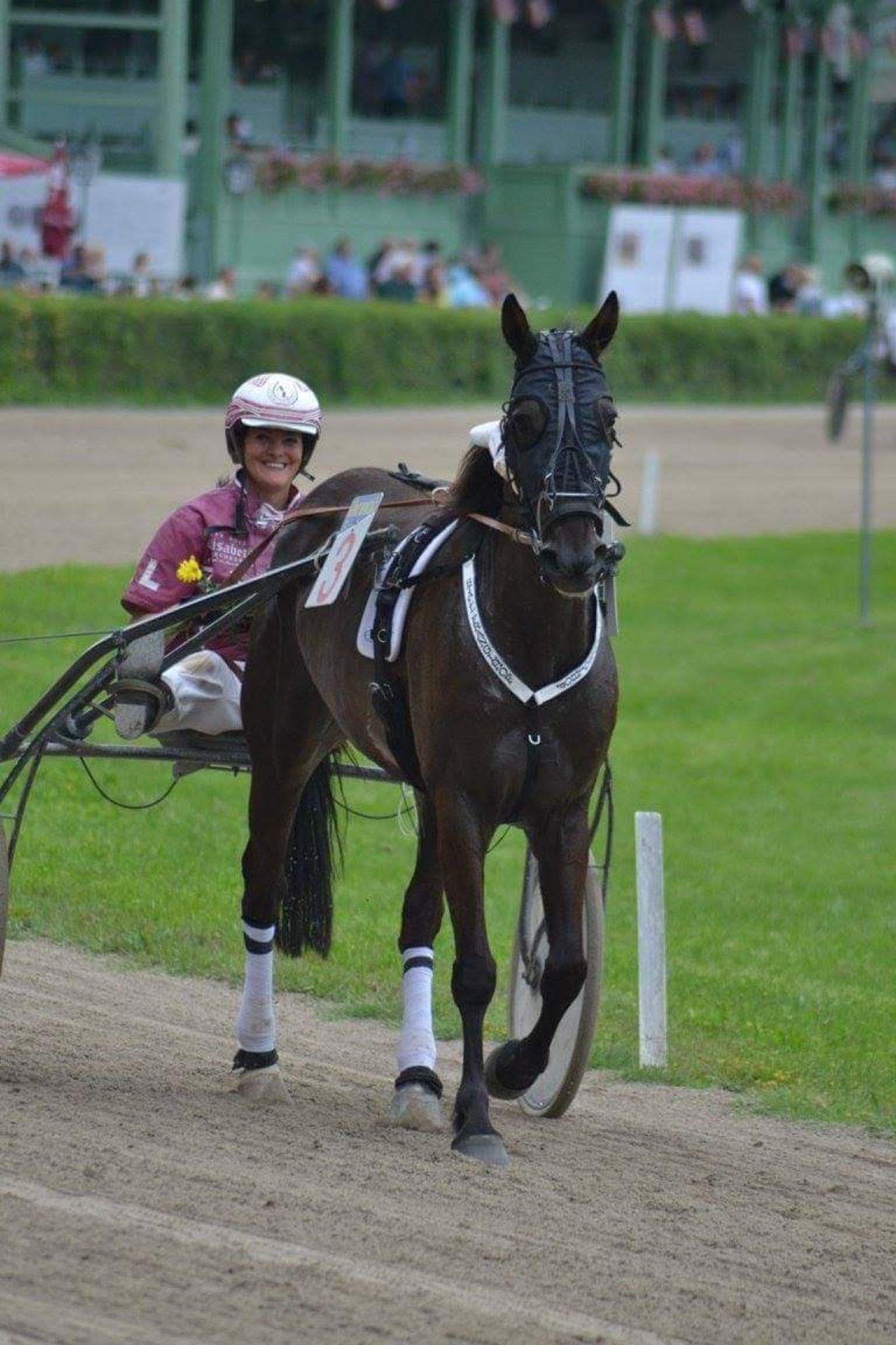 Traben, Europa-Cup: Europa-Cup der Traber in Wels - Wels & Wels Land