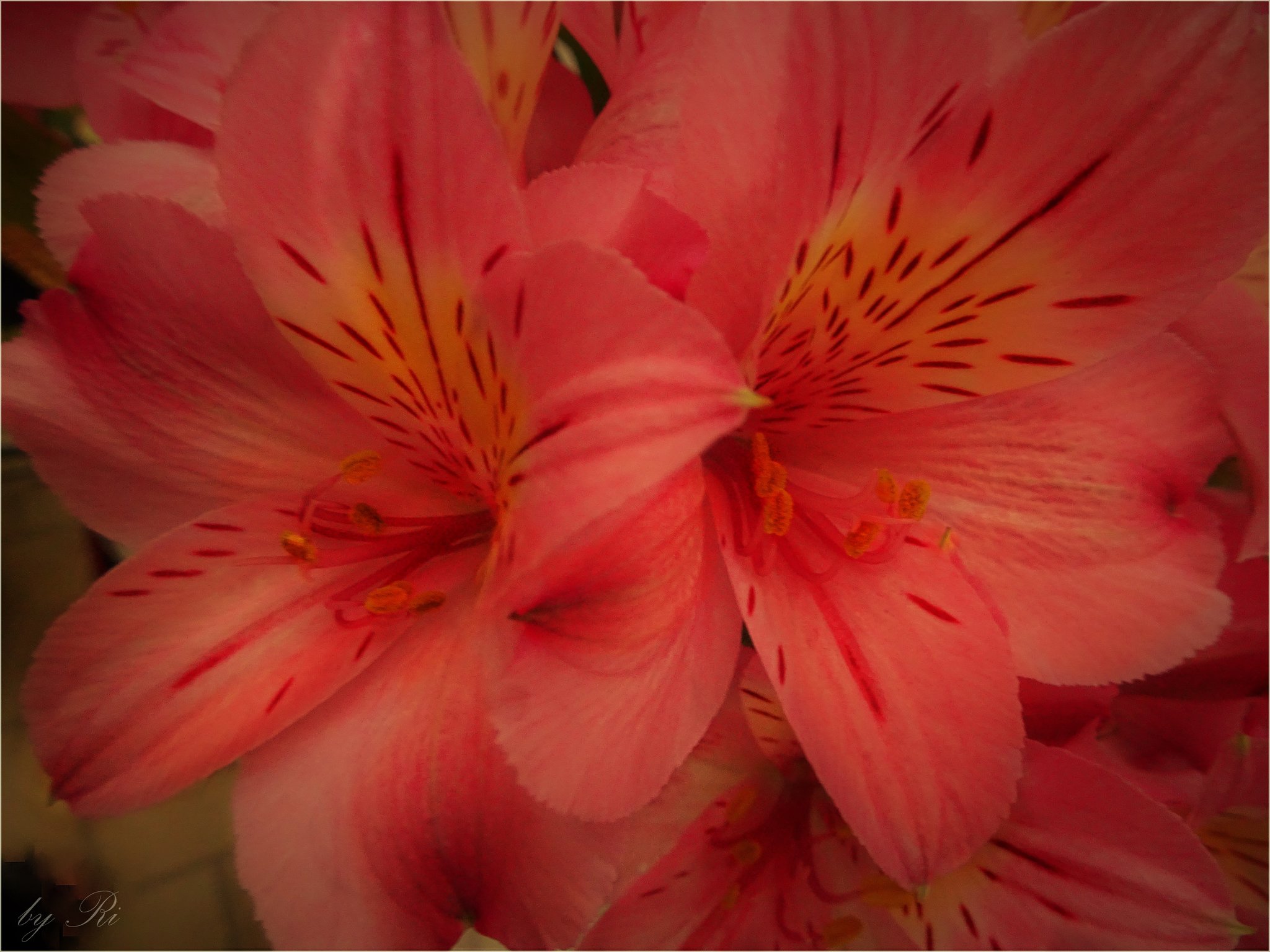 Alstroemeria - Inkalilie: Moments and Thoughts - Die bezaubernden ...
