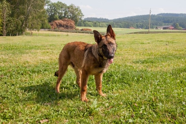 Pfotenhilfe Lochen: Hunde suchen ein Zuhause - Braunau