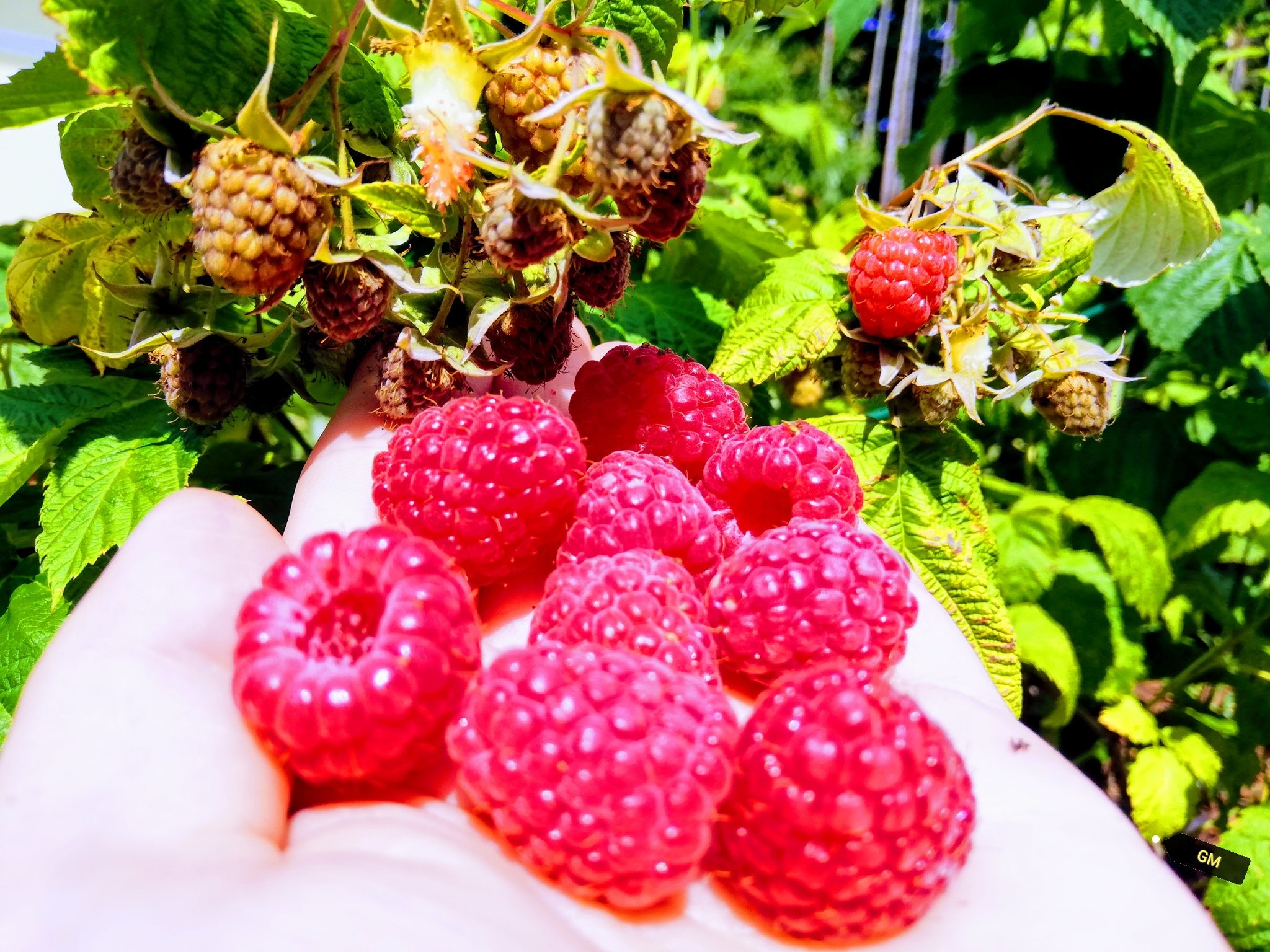Die Himbeere: Samtig weich und saftig süß zergeht die Himbeere auf der ...