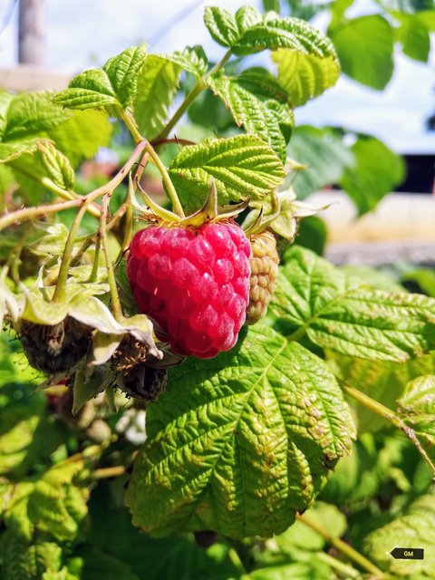 Die Himbeere: Samtig weich und saftig süß zergeht die Himbeere auf der ...