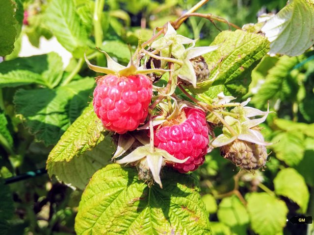 Die Himbeere: Samtig weich und saftig süß zergeht die Himbeere auf der ...