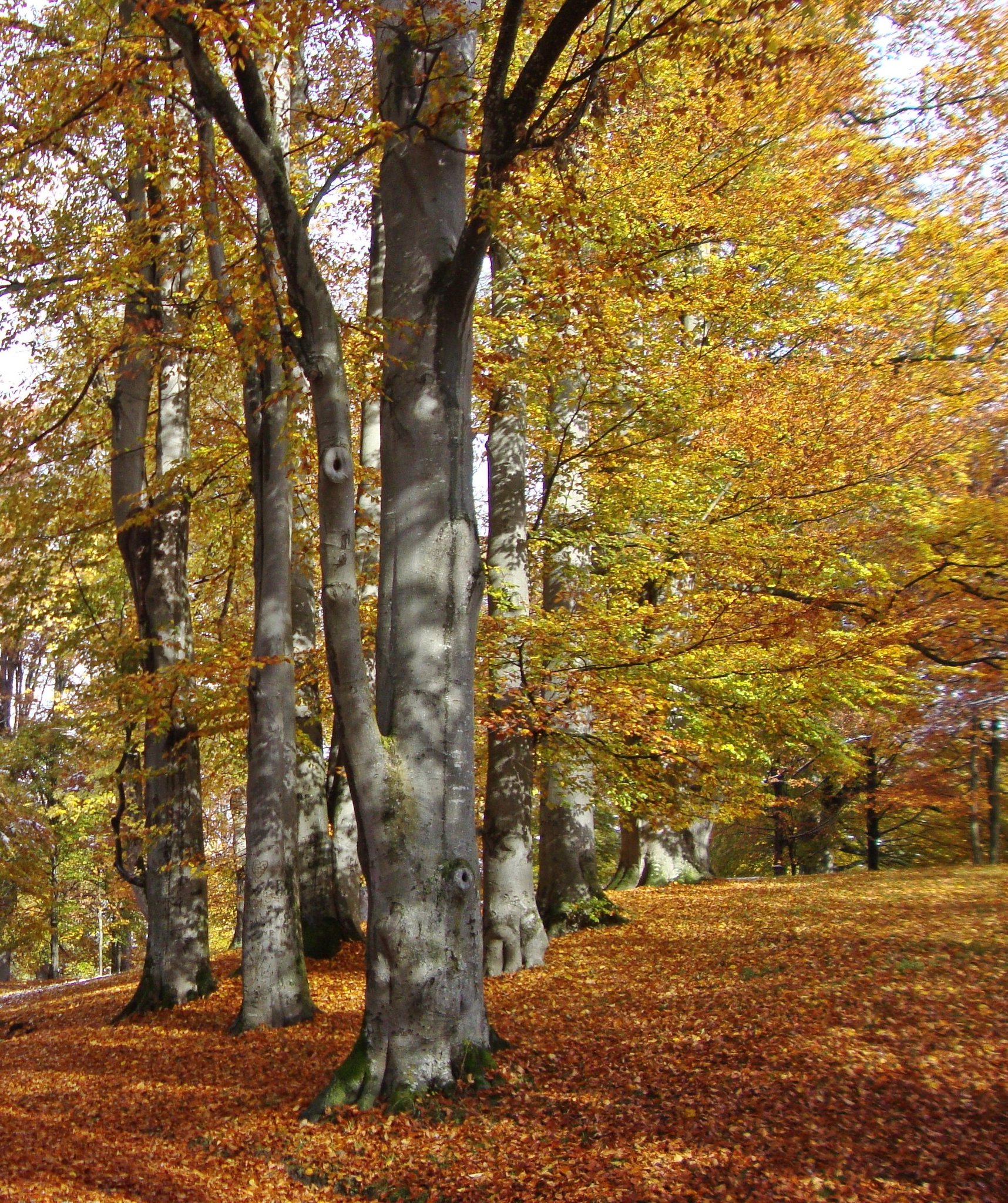 Baum: Ein Baum spricht.................. - Innsbruck