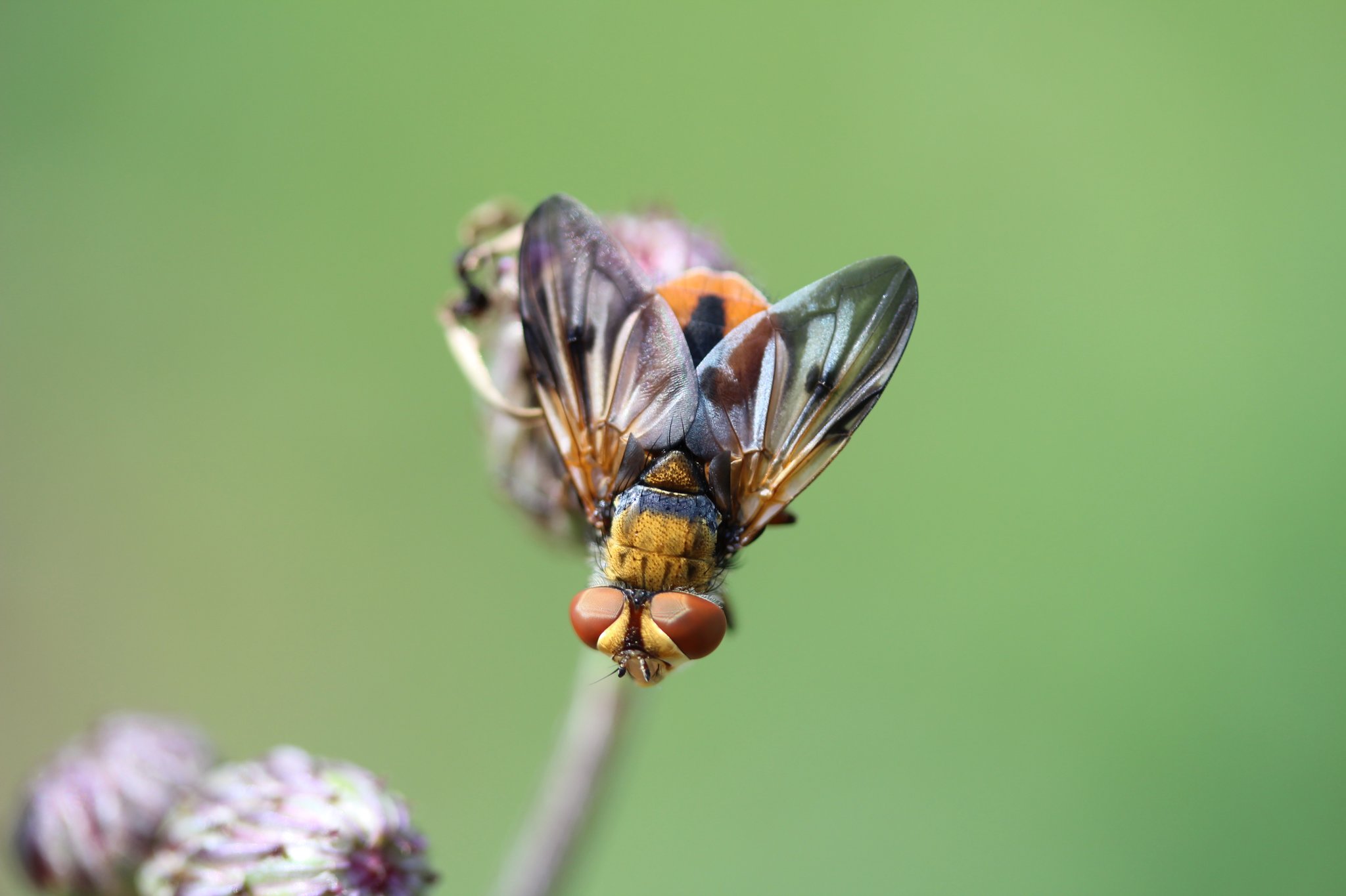 Breitflügelige Raupen-Fliege: Kleine "Fliegen-Schönheit" - Vöcklabruck