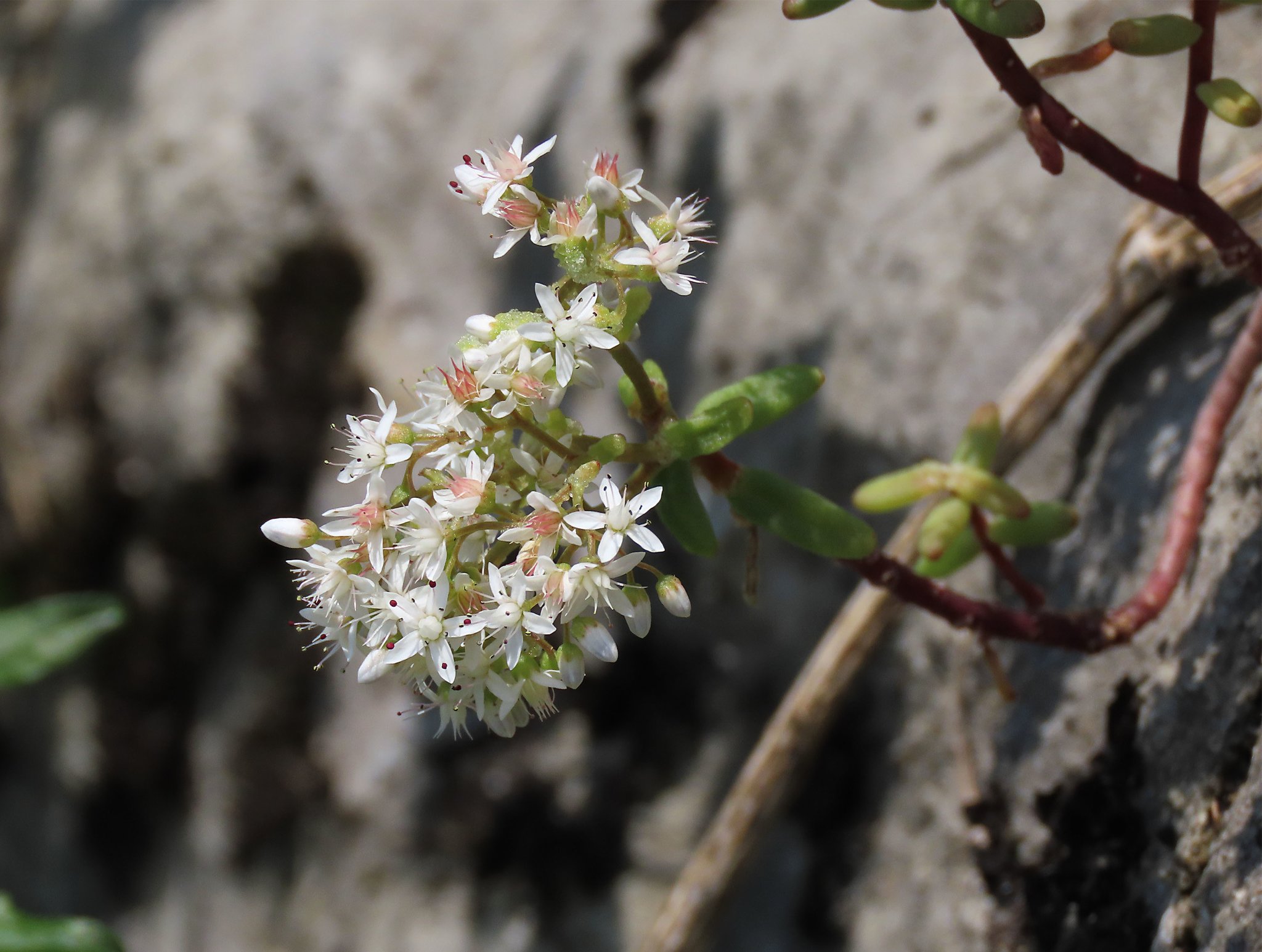 Alpine Flora: Rispen-Steinbrech - Tennengau