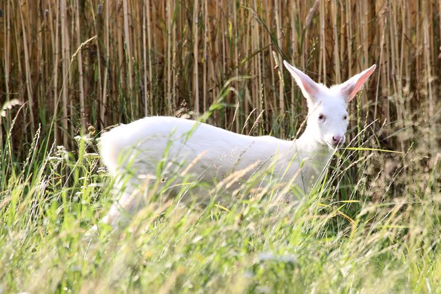Weißes Reh: "Das ist sehr, sehr selten" - Schärding