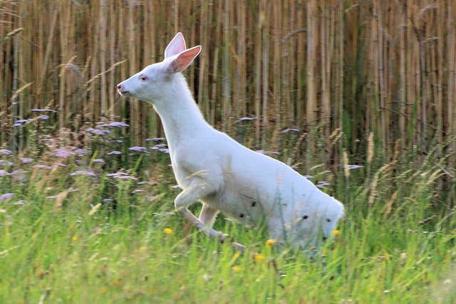 Weißes Reh: "Das ist sehr, sehr selten" - Schärding
