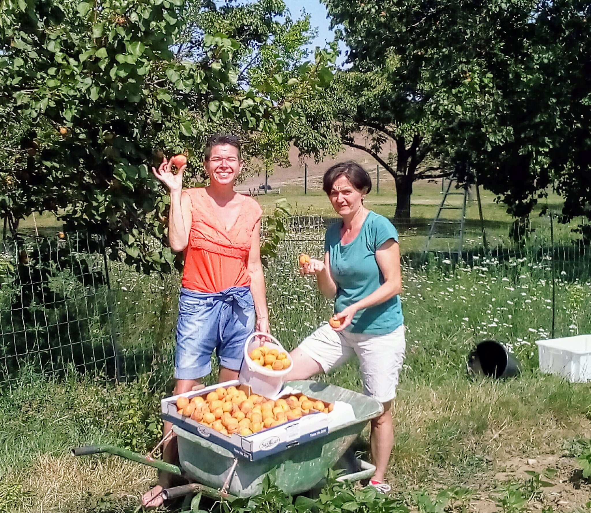 Erntezeit am Bauernhof in Drassburg: Meine leidenschaftliche Landwirt ...