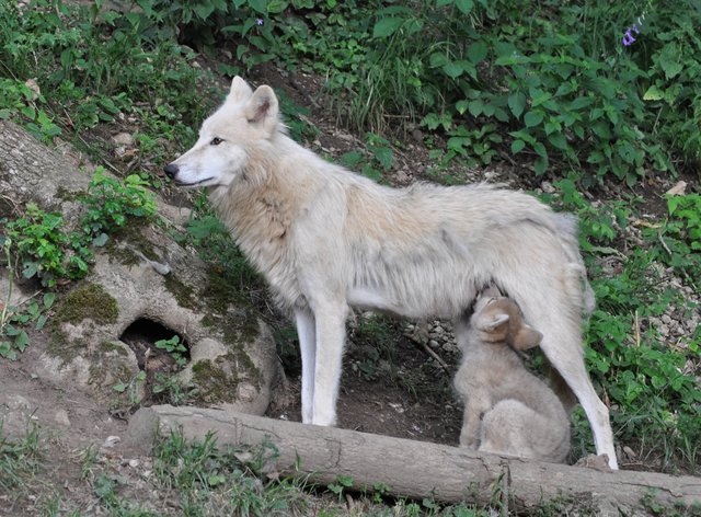 Süßer Nachwuchs: Drei Polarwolf-Welpen auf Entdeckungstour im Zoo ...