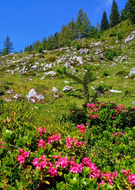 Almrauschblüte in der Postalm: Almblumen auf der Postalm .... - Tennengau