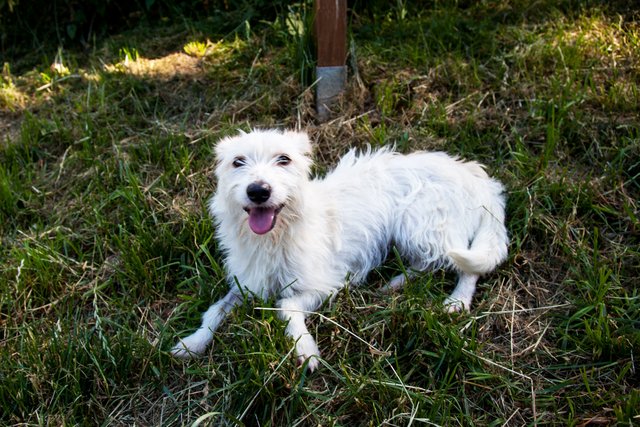 Pfotenhilfe Lochen: Die Lieblinge der Woche - Braunau