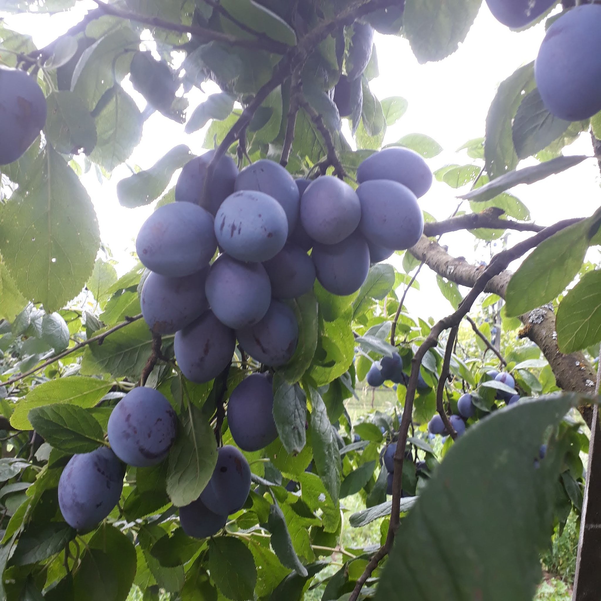 Zwetschkenernte mit Ferienprogramm: Bio Zwetschken aus Hartkirchen ...