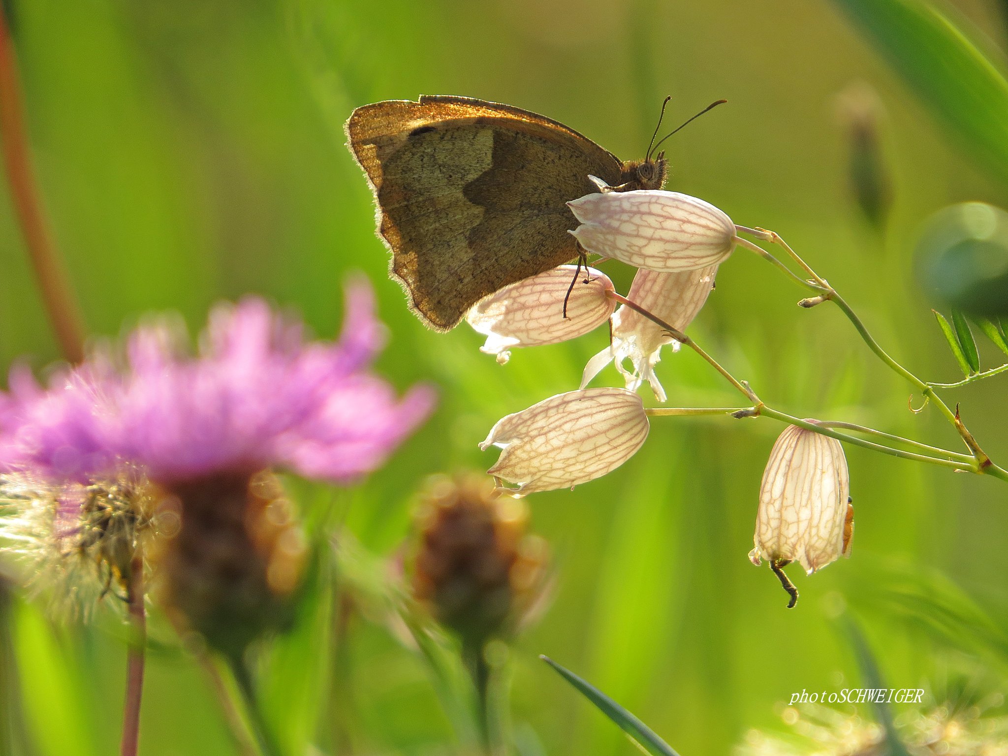 ** Wenn schweigen die einzige Sprache ist ** - Amstetten